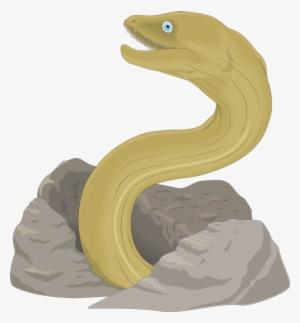 Moray Eel Drawing Green Moray Clip Art - Draw A Green Moray Eel PNG ...