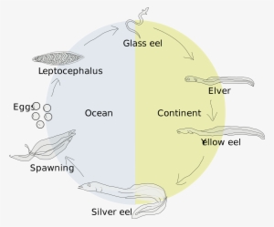 Open - Anguilla Anguilla Life Cycle PNG Image | Transparent PNG Free ...