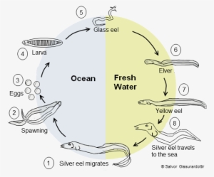 Life Stages For The American Eel - Eel Life Cycle Uk PNG Image ...