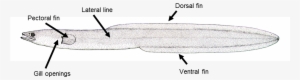 Some Key Features Of The Freshwater Eel Anatomy - Zeppelin PNG Image ...