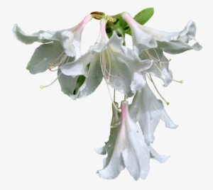 Flowers Png Format - Open Lily Flower Png PNG Image | Transparent PNG ...