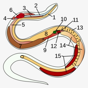 Anatomy Of A Snake - Snake's Heart PNG Image | Transparent PNG Free ...