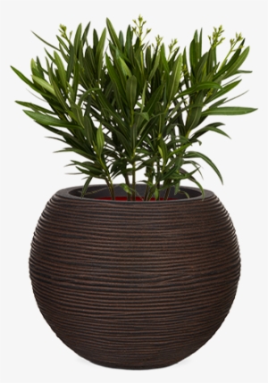 Capi Nature Rib - Flowerpot PNG Image | Transparent PNG Free Download ...