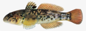 Round Goby Fish - Round Goby PNG Image | Transparent PNG Free Download ...
