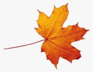 Transparent Autumn Leaves Falling Png - Autumn Leaf Transparent ...