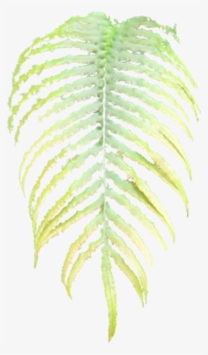 Images/007-fern - Fern PNG Image | Transparent PNG Free Download on SeekPNG