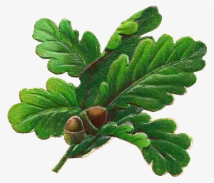 Oak Leaf - Oak Tree Leaf Png PNG Image | Transparent PNG Free Download ...