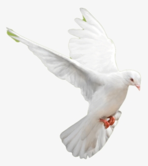 Hvid Due PNG Image | Transparent PNG Free Download on SeekPNG