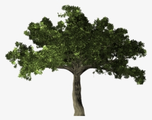 Ficus Tree Plant Ficus Microcarpa Banyan C - Transparent Background Fig ...