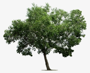 Medium Tree - Free Tree PNG Image | Transparent PNG Free Download on ...