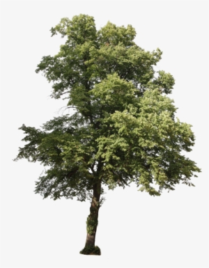Free Download Tree Plan, Plant Images, Pencil Art, - Interpretation ...