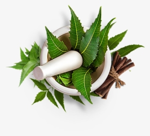 Neem - Ayurvedic Neem Png PNG Image | Transparent PNG Free Download on ...