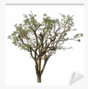 Neem Tree Isolated On White Background Wall Mural • - Neem Tree PNG ...