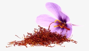 Saffron Flower Side View - Vaadi Herbals Shower Gel, Luxurious Saffron ...
