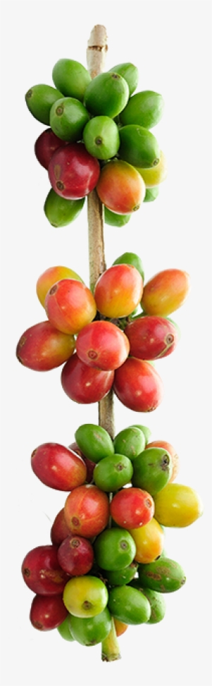 Coffee Beans - Coffee Beans Plant Png PNG Image | Transparent PNG Free ...
