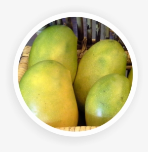 Kesar Mango - Mango PNG Image | Transparent PNG Free Download on SeekPNG