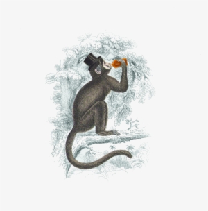 Cebus Patuellus - Meadow Jumping Mouse PNG Image | Transparent PNG Free ...