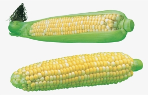 Free Png Corn Png Images Transparent - Maize PNG Image | Transparent ...