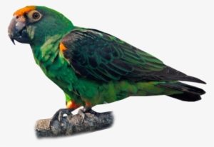 Red-fronted Parrot - Lorikeet PNG Image | Transparent PNG Free Download ...