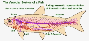 Real Picture Of Common Carp Cyprinuscarpio By - Circulatory System Of A ...