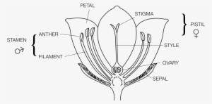 Cross Section Of Flower Diagram - Dissecting Flower In A Classroom PNG ...