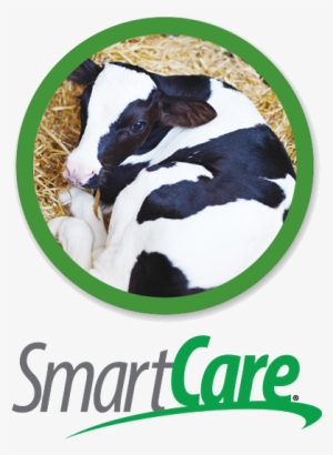 Smarter Technology For Pre-weaned Calves - Calf PNG Image | Transparent ...