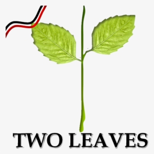 Aiadmk Two Leaves Admk Symbol PNG Image Transparent PNG, 54% OFF