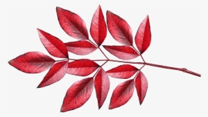 Leaves, Bamboo, Red, Autumn, Fall, Colourful - Autumn PNG Image ...