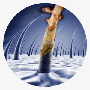 This Picture Depicts The Stages Of Pubic Hair, Genital, - Scales Of ...