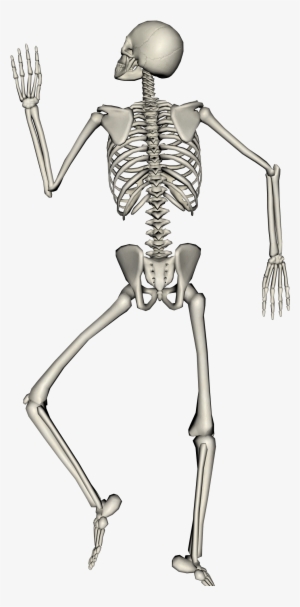 Free Png Download Skeleton Lying On Back Png Images - Skeleton Lying ...