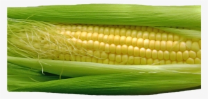 Maize PNG Image | Transparent PNG Free Download on SeekPNG