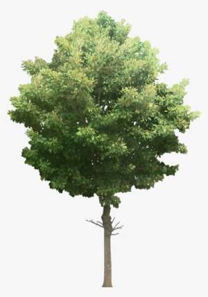 A Collection Of Tropical Plant Images With Transparent - Palm Tree ...