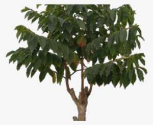 Plants Png Transparent Images - Fruit Tree PNG Image | Transparent PNG ...