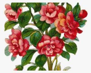 Rose Bush Clipart Anime Rose - Flowers Rose Tree Png PNG Image ...