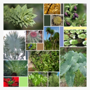 Leaf - 2,500 Seeds Of Basil Thai Basil Herb Seed Spicy Basil PNG Image ...