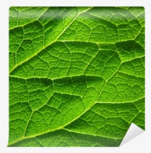 Plant Pathology PNG Image | Transparent PNG Free Download on SeekPNG