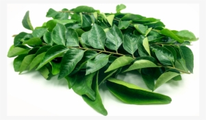 Curry Leaves / Kadi Patta - Fresh Curry Leaves PNG Image | Transparent ...