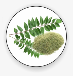 Matcha Powder Leaf - Powder PNG Image | Transparent PNG Free Download ...