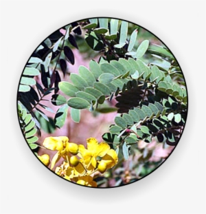 Dried Curry Leaf Powder - Leaf PNG Image | Transparent PNG Free ...