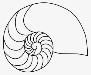 Clipart Black And White Nautilus Big Image Png - Nautilus Shell ...