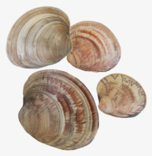 Clams - Clam PNG Image | Transparent PNG Free Download on SeekPNG