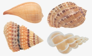Seashell Png - Transparent Background Seashell Png PNG Image ...