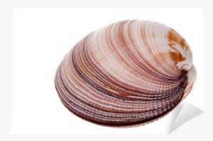 Isolated Image Of A Beautiful Clam - Clam PNG Image | Transparent PNG ...