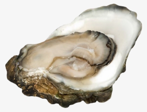 Oysters - Oyster PNG Image | Transparent PNG Free Download on SeekPNG