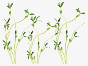 Sprout Bg 3 - Sprouting PNG Image | Transparent PNG Free Download on ...