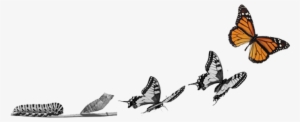 Butterfly Transformation PNG Image | Transparent PNG Free Download on ...