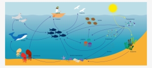 Marine Food Webs - Food Web PNG Image | Transparent PNG Free Download ...