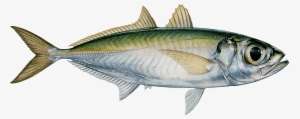 Scad Fish PNG Image | Transparent PNG Free Download on SeekPNG