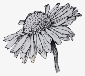 Flower Art Ink Daisy Daisyflower Freetoedit - Pen Daisy Drawing PNG ...