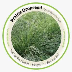 Prairie Dropseed PNG Image | Transparent PNG Free Download on SeekPNG